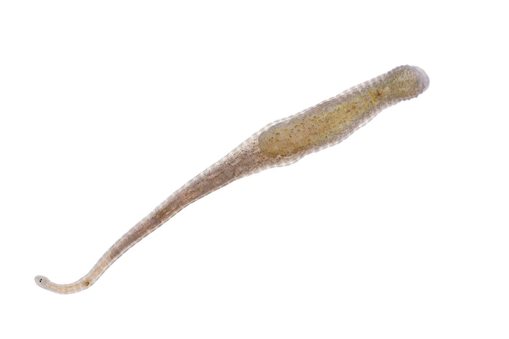 Helobdella modesta from Genesee River (North of Lower Falls) on August ...