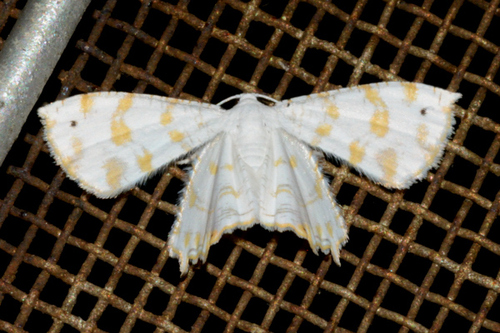Epiplema fulvilinea · iNaturalist