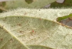Tetranychus ludeni · iNaturalist Ecuador