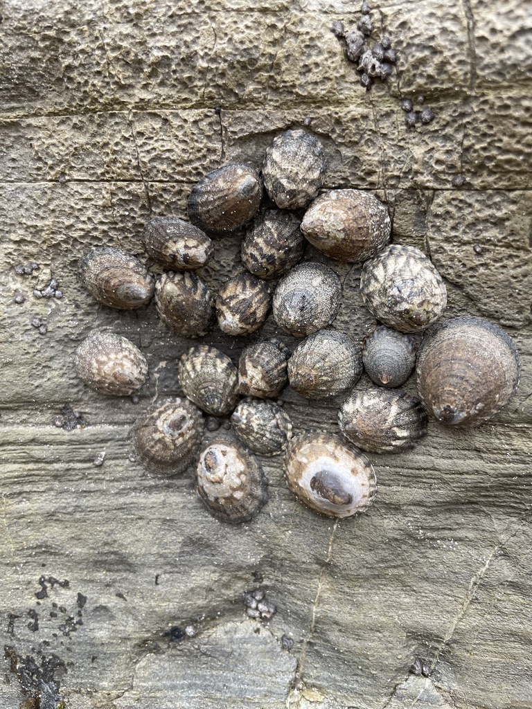 Southern Finger Limpet from Goleta South, Goleta, CA, US on May 16 ...