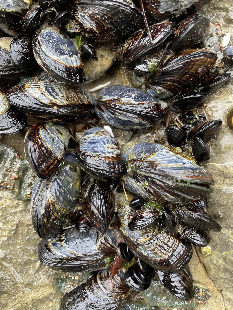 California Mussel from Santa Barbara Channel, Goleta, CA, US on May 16 ...