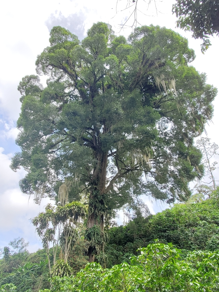Mexican Elm from Cartago Province, Turrialba, Costa Rica on May 16 ...