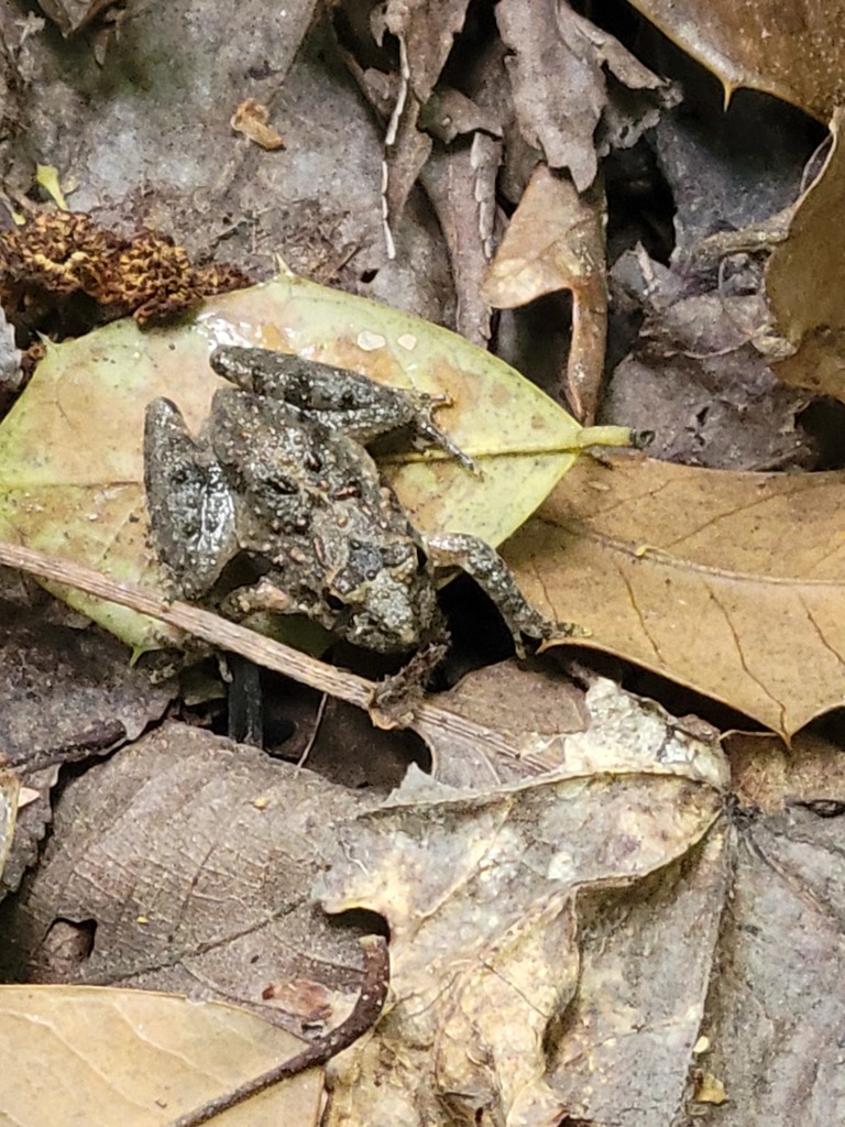 Northern Cricket Frog from Northeast Raleigh, Raleigh, NC, USA on May ...
