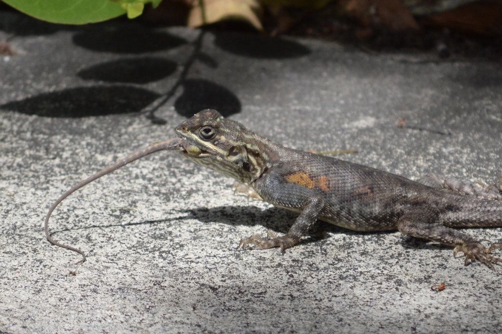 Peters's Rock Agama from Olympic Park, Kendall West, FL, US on May 16 ...