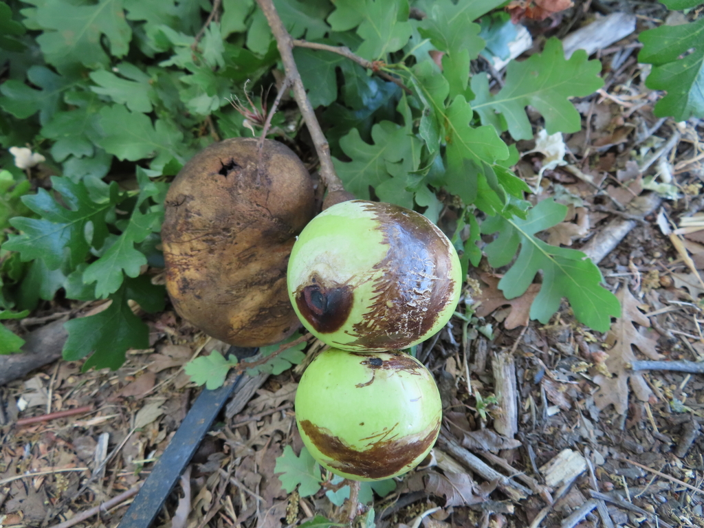 valley oak from Tree Top Sac area, West Sacramento, CA, USA on May 16 ...