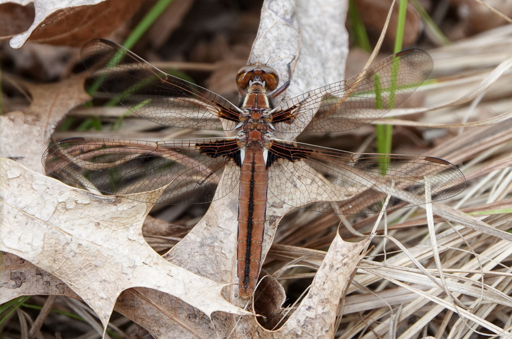 White Corporal in May 2021 by Steven Daniel · iNaturalist