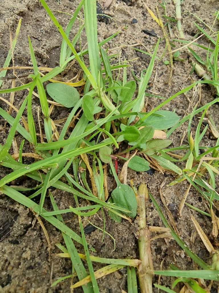 plants from Carrum Downs VIC 3201, Australia on May 17, 2021 at 11:50 ...