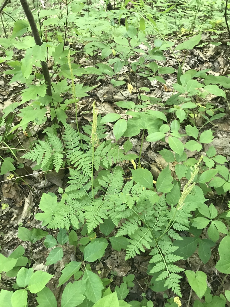 rattlesnake fern from Cherokee National Forest, Tellico Plains, TN, US ...
