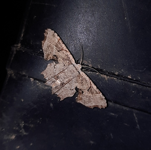Epiplema acutangularia · iNaturalist