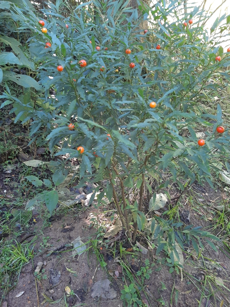 Jerusalem cherry from Warwick - East, AU-QL, AU on May 15, 2021 at 12: ...