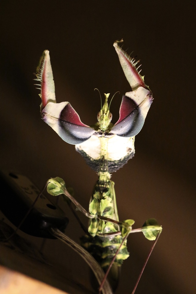 Giant Devil's Flower Mantis from Région de Pwani, , Région de Pwani, TZ ...