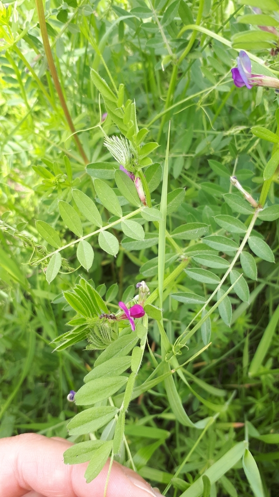 Common Vetch from Floresti, Romania on May 17, 2021 at 02:30 PM by ...