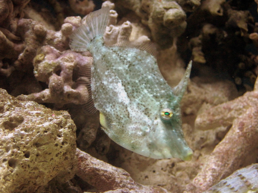 Fringed Filefish (A Field Guide to the Fishes of Charlotte Harbor ...