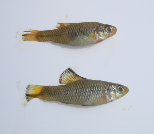 Rainwater Killifish (A Field Guide to the Fishes of Charlotte Harbor ...