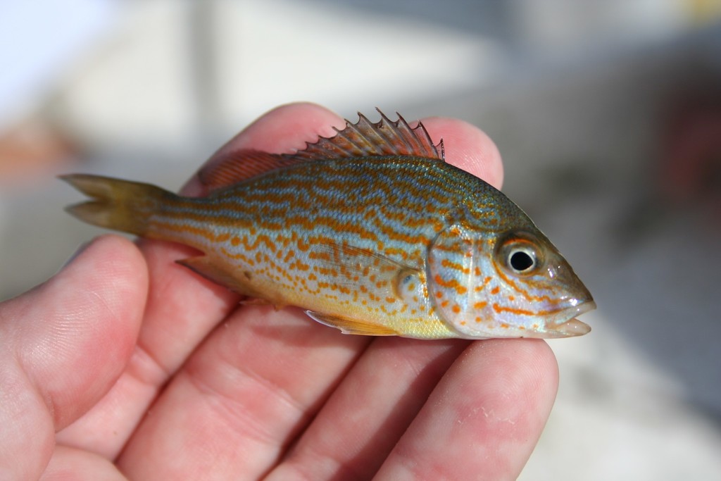 Pigfish (A Field Guide to the Fishes of Charlotte Harbor, Florida ...