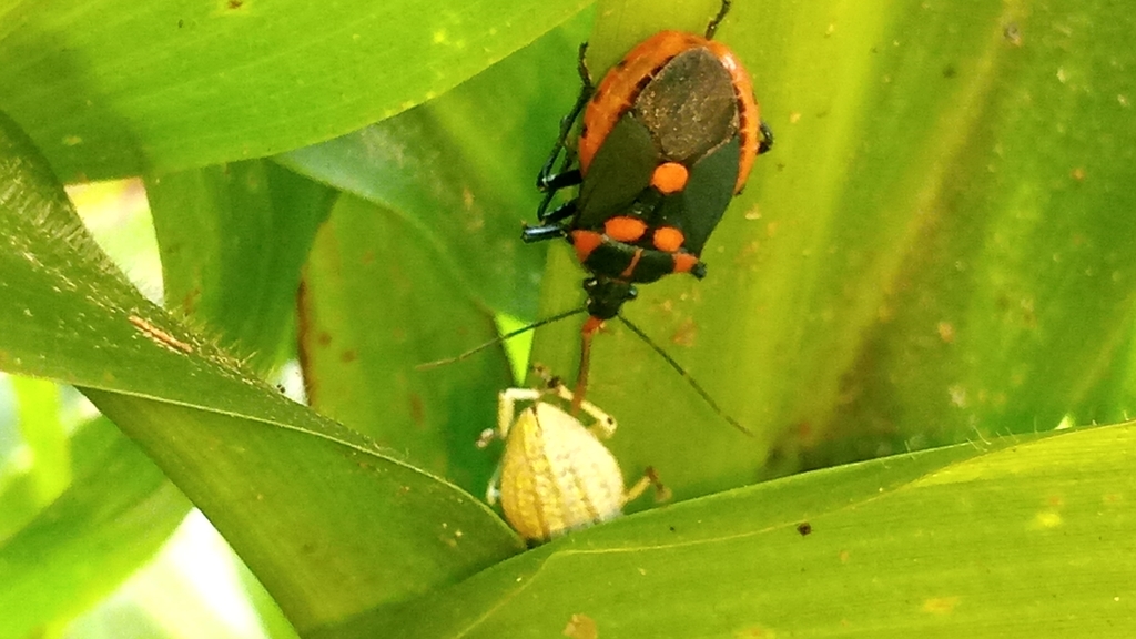 Florida Predatory Stink Bug from Tibaná, Boyacá, Colombia on May 17 ...