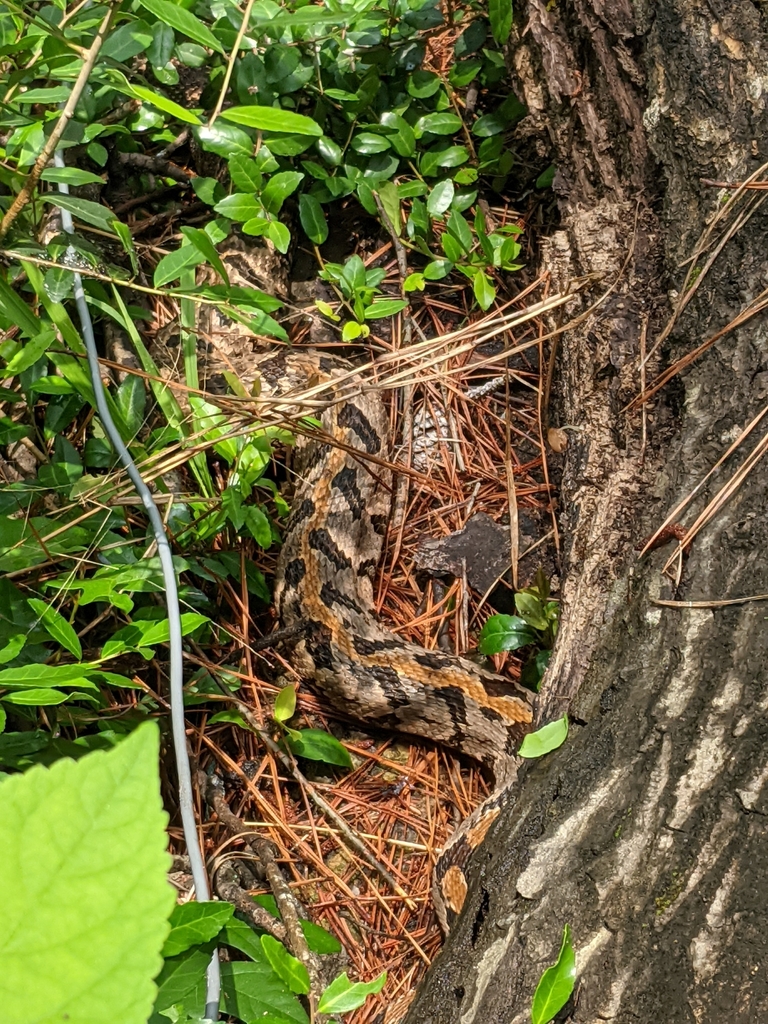 Timber Rattlesnake from Montgomery, TX 77316, USA on May 17, 2021 at 12 ...