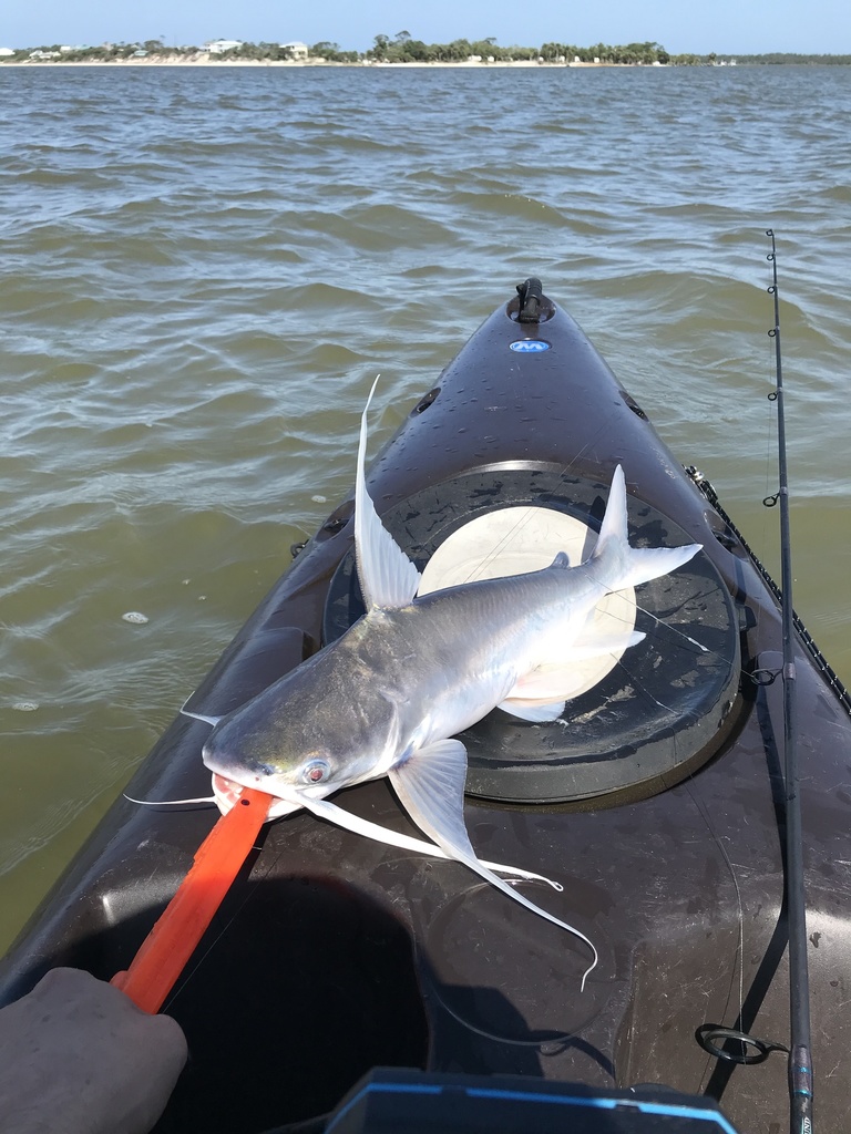 Gafftopsail Catfish from Saint Vincent Sound, FL, US on May 17, 2021 at ...