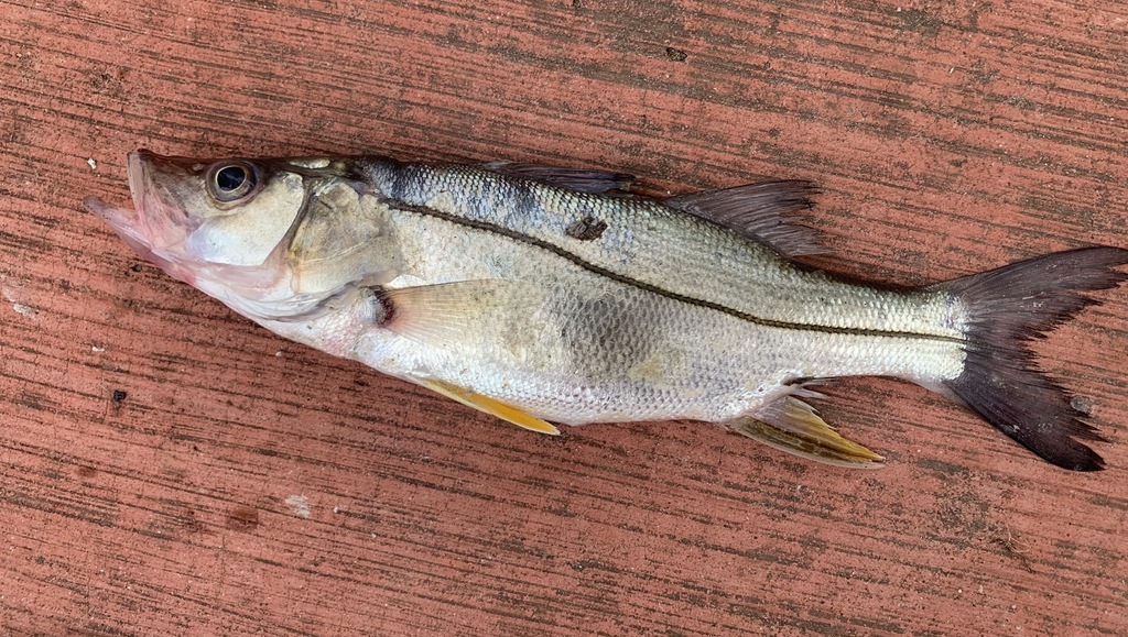 Common Snook from Centla Municipality, Tabasco, Mexico on May 13, 2021 ...