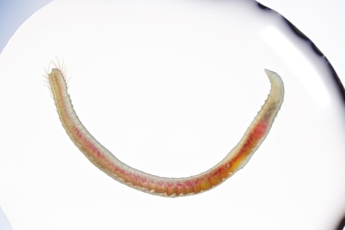 Genus Branchiura · iNaturalist