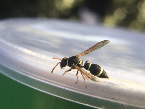 Stenodynerus taro · iNaturalist