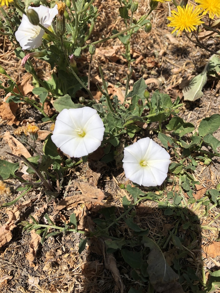 Convolvuleae from Morrene Dr, Campbell, CA, US on May 17, 2021 at 12:42 ...