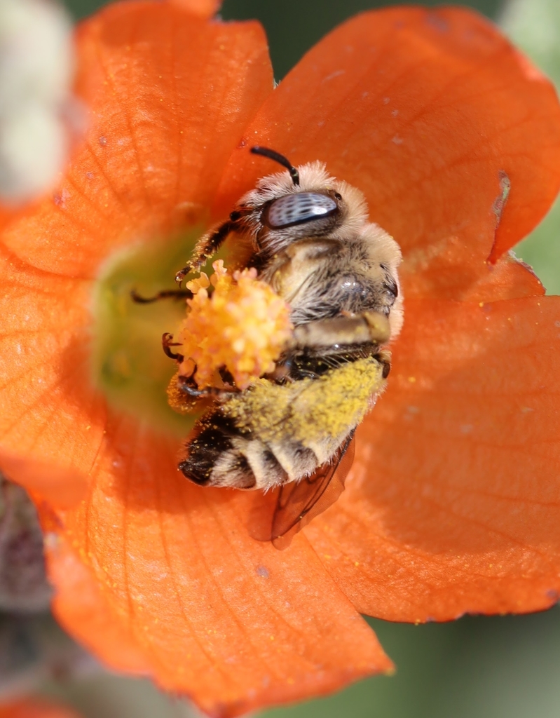 Globe Mallow Bee from Mascall Overlook on May 14, 2021 at 02:20 PM by ...