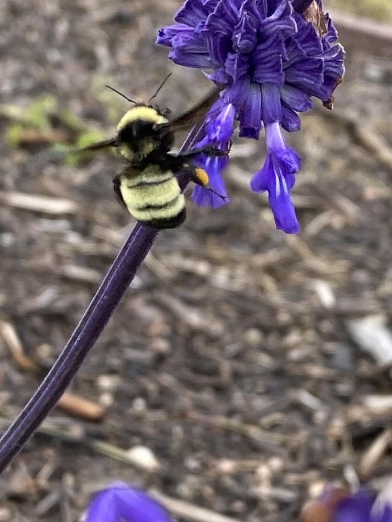 American Bumble Bee from Arcadia Trail Park, Fort Worth, TX, US on May ...