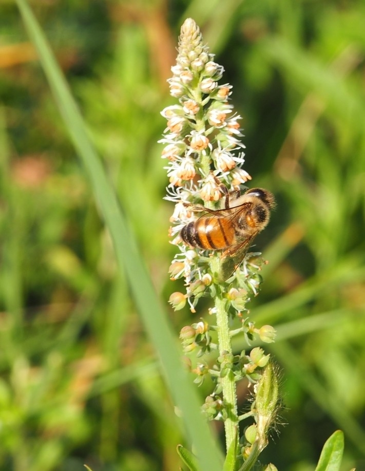 Western Honey Bee from Huye, Rwanda on May 17, 2021 at 03:31 PM by ...