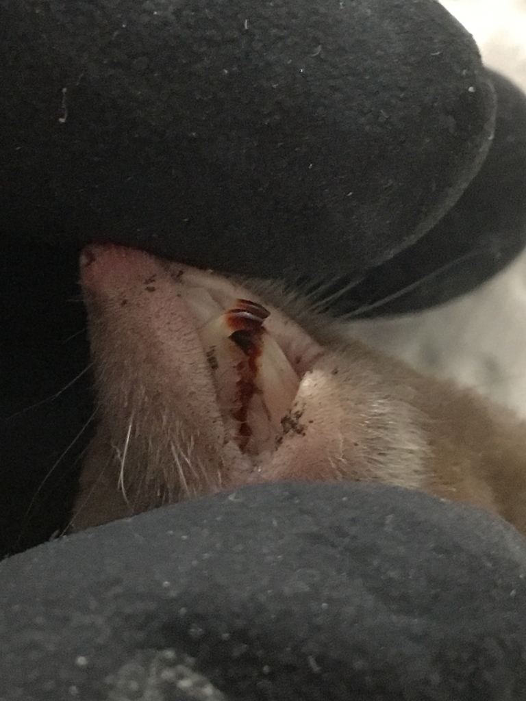 Northern Short-tailed Shrew (Blarina brevicauda) - Know Your Mammals