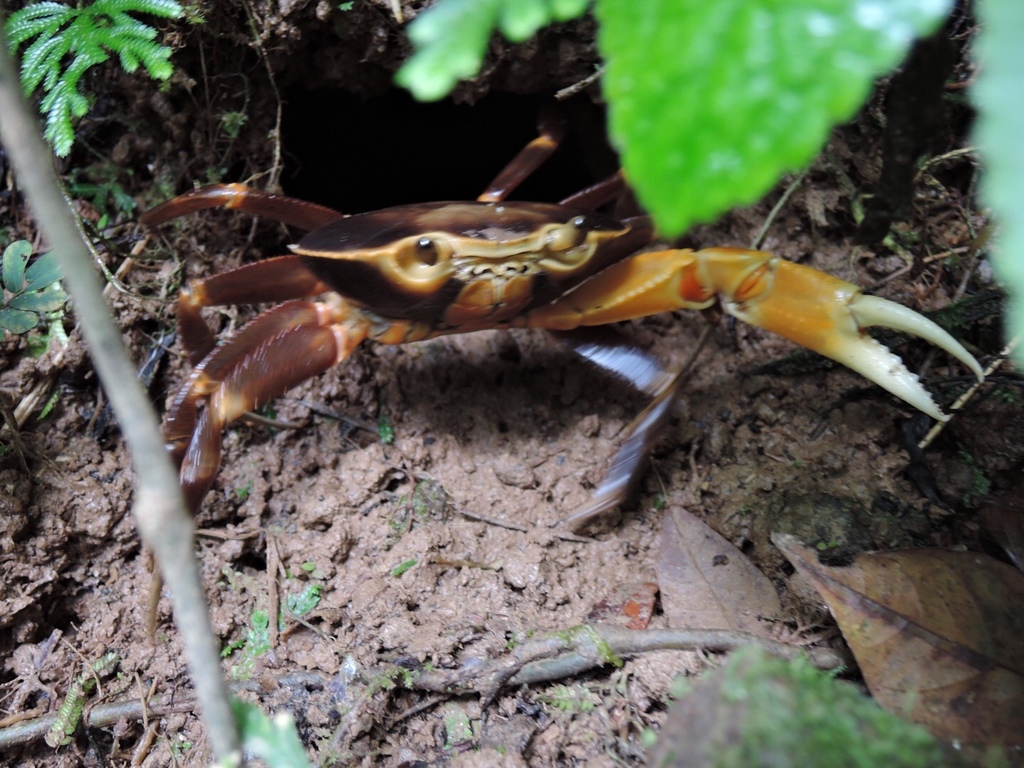 Cyrique from Saint Lucia, , Saint Lucia, LC on January 17, 2018 at 12: ...