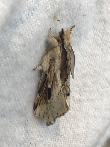 Gingin Check List · iNaturalist Australia