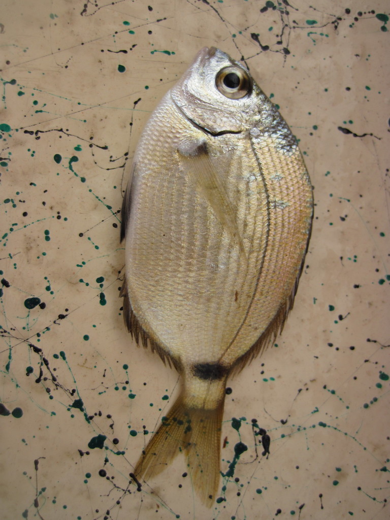 Spottail Pinfish (A Field Guide to the Fishes of Charlotte Harbor ...