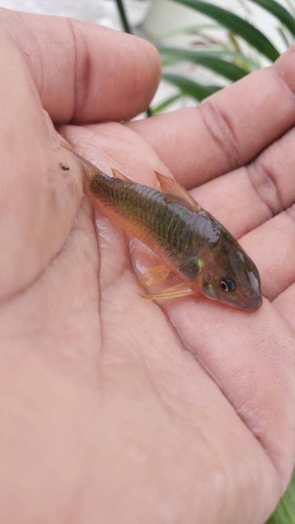 Bronze Cory from Avocat Waterfall on August 9, 2020 at 03:50 PM by ...