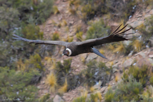 Pocho Check List · iNaturalist Australia
