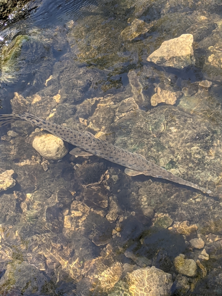 Longnose Gar from Pleasant Township, OH, USA on May 18, 2021 at 03:01 ...