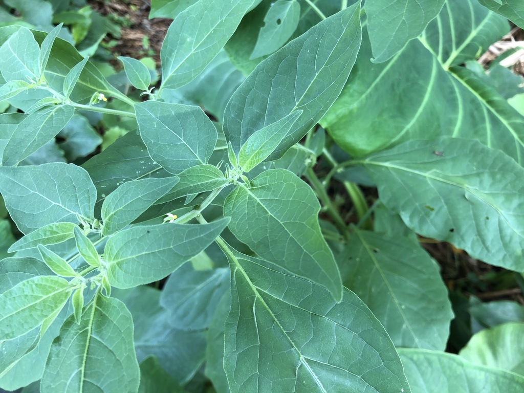 American black nightshade from Fairbanks St, Houston, TX, US on May 18 ...