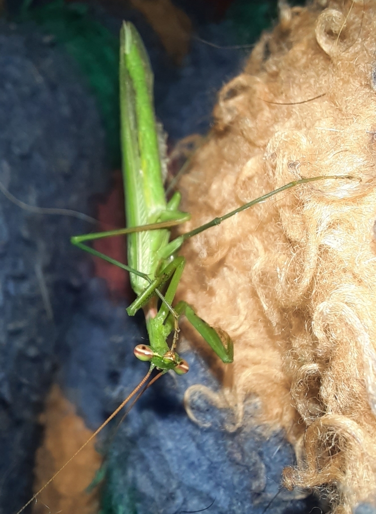 South African Mantis from George Municipality, South Africa on May 13 ...