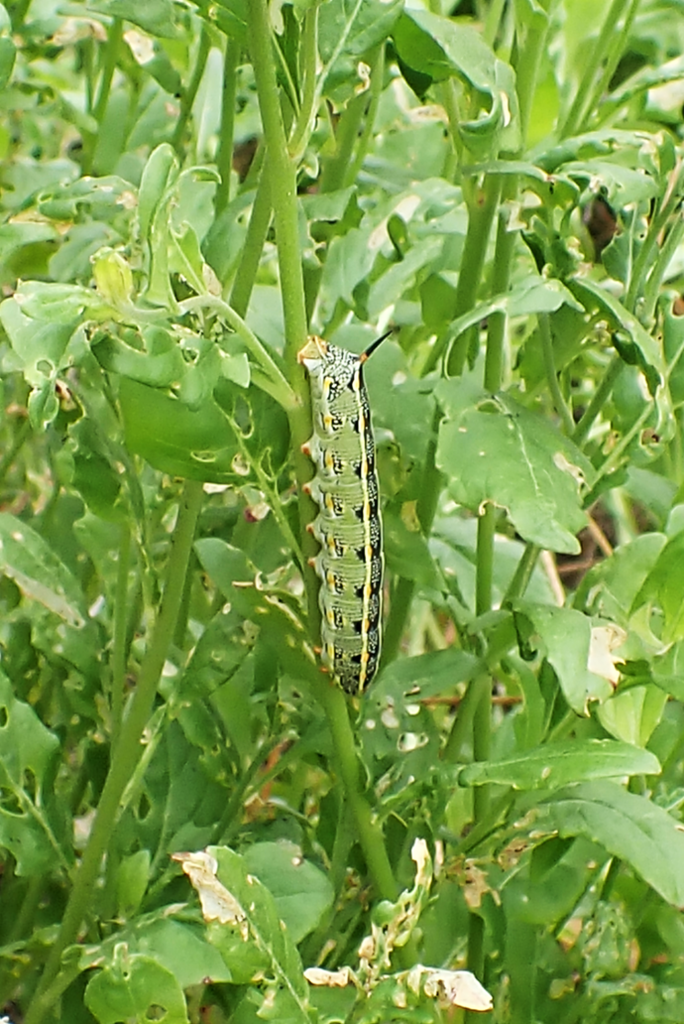 White-lined Sphinx from South Mountain Village, Phoenix, AZ, USA on ...