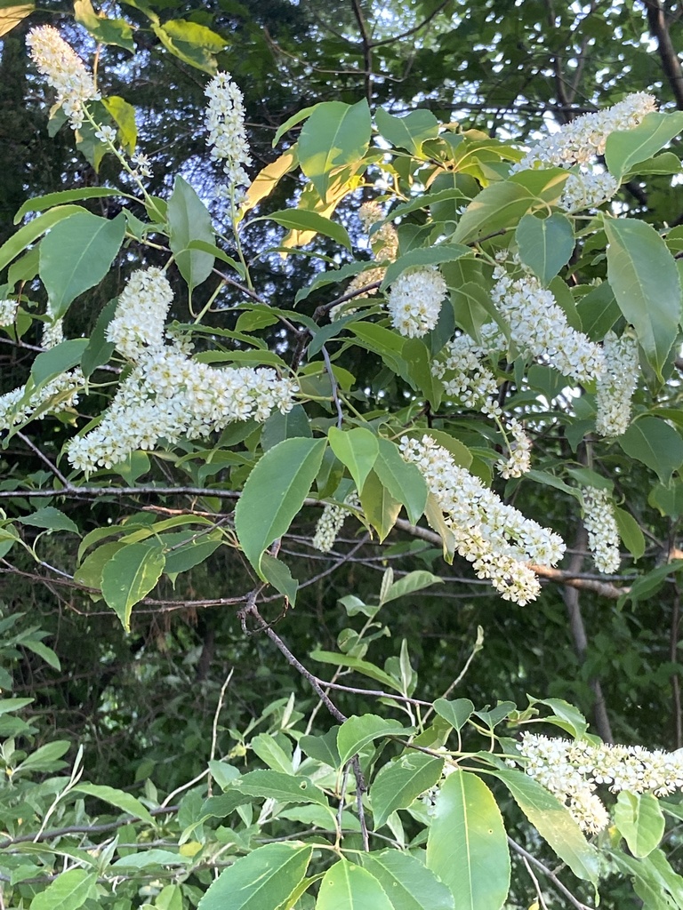 Padus from Rosedale Park, Pennington, NJ, US on May 18, 2021 at 07:27 ...