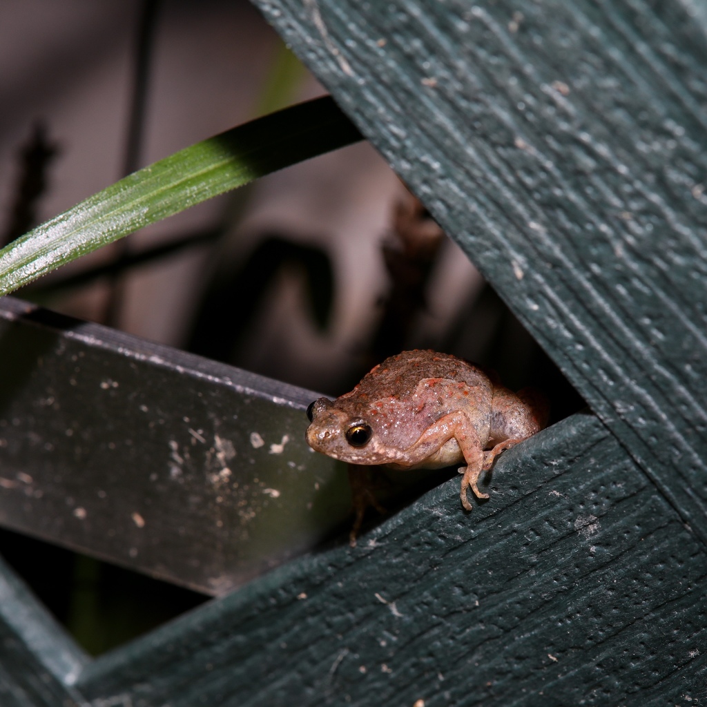 Tubercled Pygmy Frog from 獅子會自然教育中心, 西貢, 新界, HK on May 13, 2021 at 09: ...