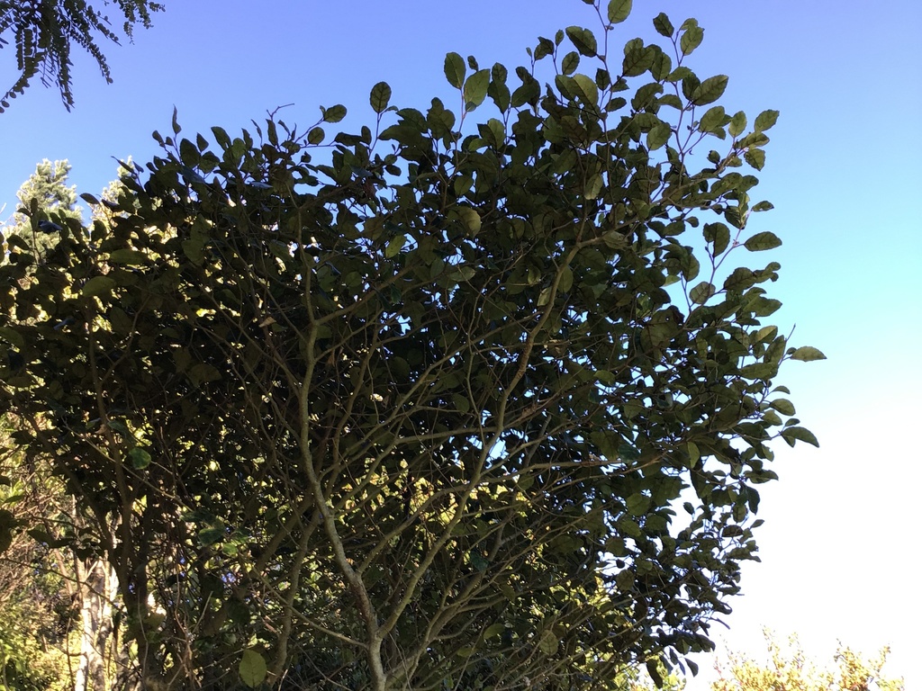 dicots from Redwood Avenue, Tawa, Wellington, NZ on May 19, 2021 at 02: ...