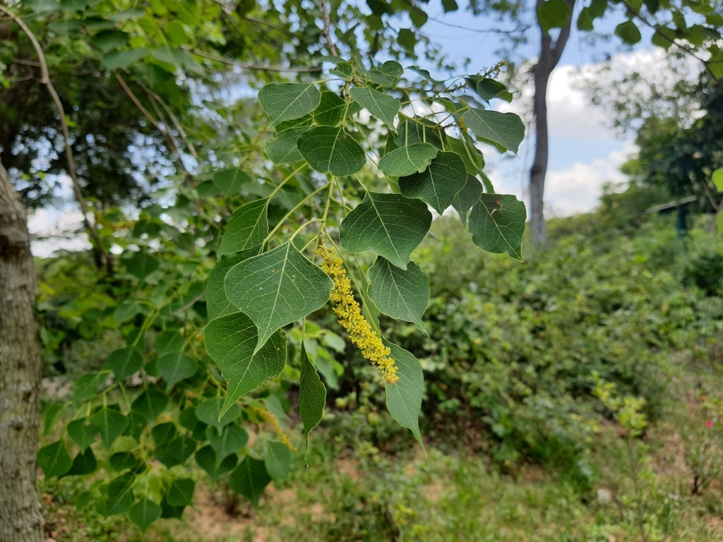 Chinese Tallow from Wetland Park, Tin Shui Wai, Hong Kong on May 19 ...