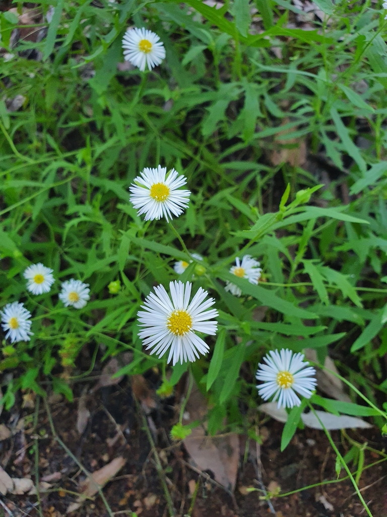 Calotis dentex from Kholo QLD 4306, Australia on May 16, 2021 at 03:00 ...