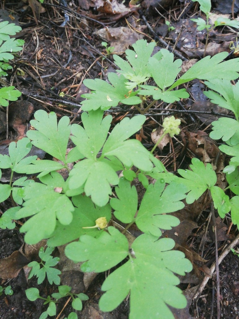 Moschatel from Молодечненский район, Беларусь on May 19, 2021 at 12:15 ...