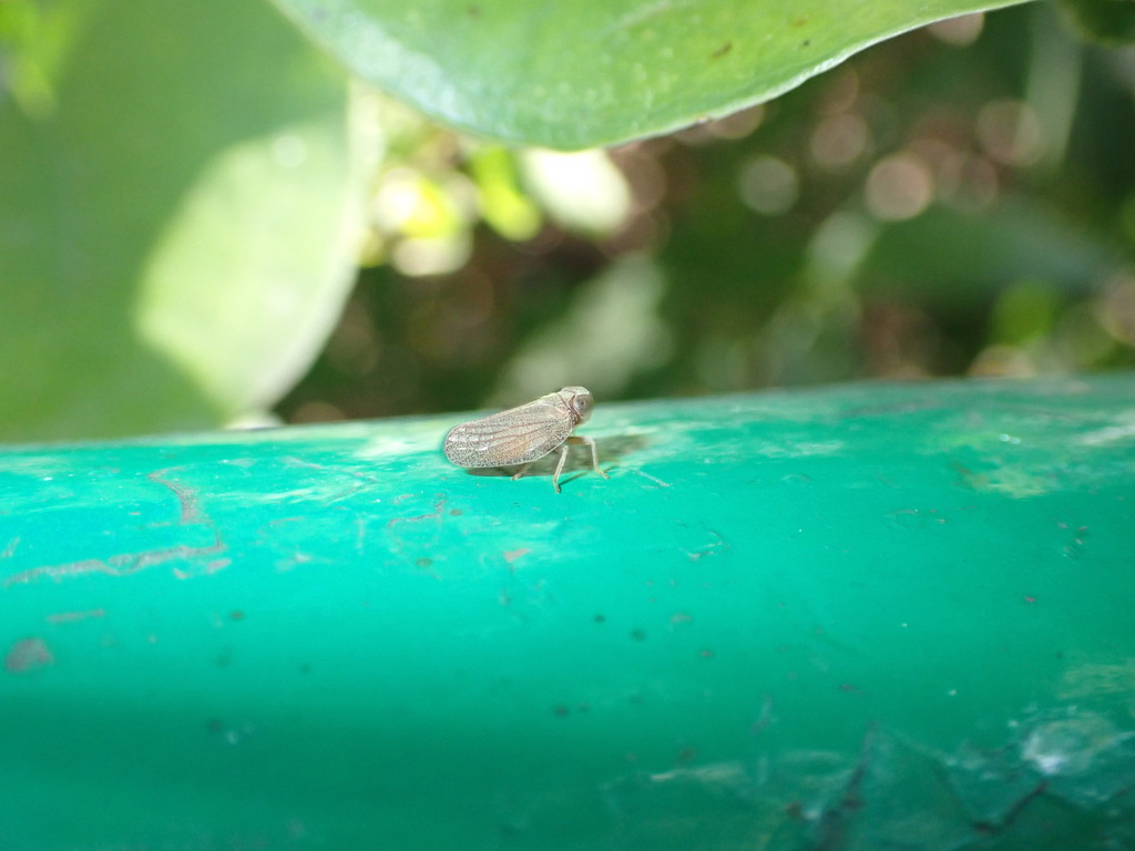 Issid Planthoppers from Sai Kung, Hong Kong on May 19, 2021 at 08:43 AM ...