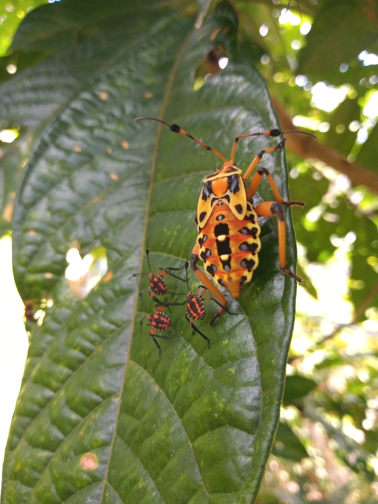 Pachylis nervosus from Osa Verde on May 11, 2021 at 04:24 PM by ...