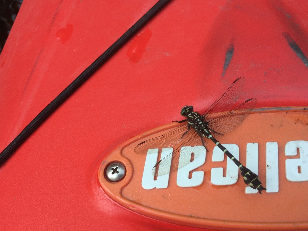 Zebra Clubtail from Brule River State Forest, Brule, WI, US on ...