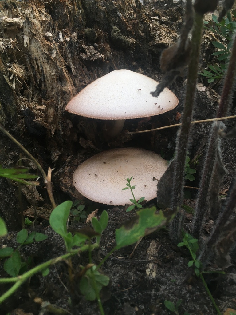 Silky Rosegill from Brest, BY on August 21, 2020 at 08:04 PM by Marina ...