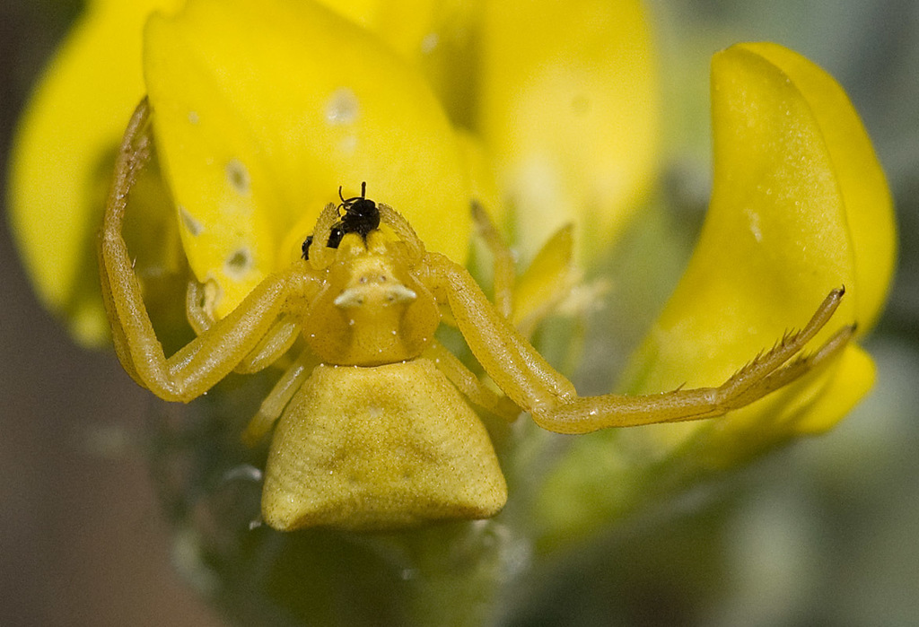 Pink Crab Spider from Isola di Varano, Gargano, Italy on March 31, 2010 ...